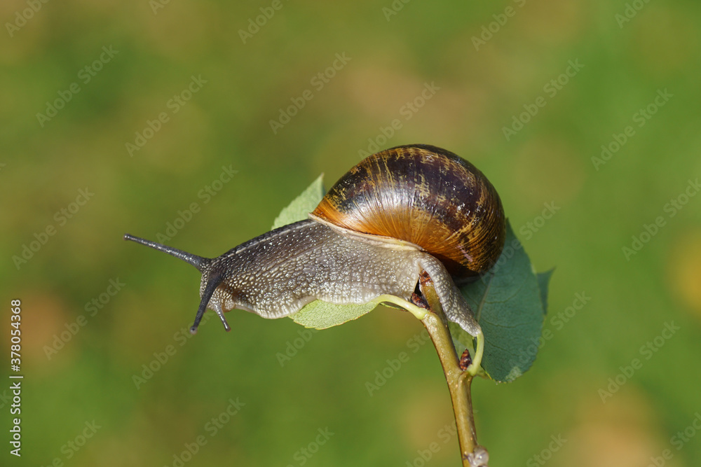 Garden snail (Cornu aspersum) crawling on a twig and leaf. Family land ...