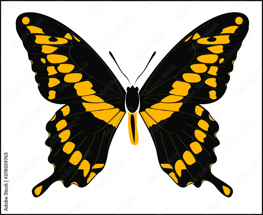 Vector illustration drawing of Giant Swallowtail butterfly isolated on ...
