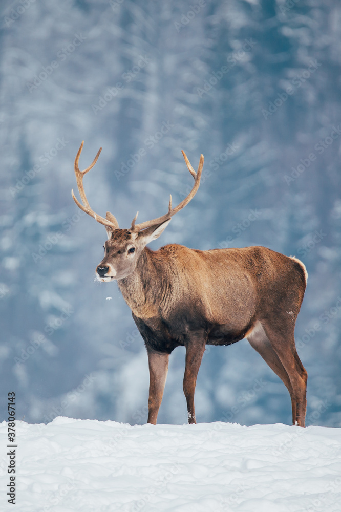 Winter Deer Photography