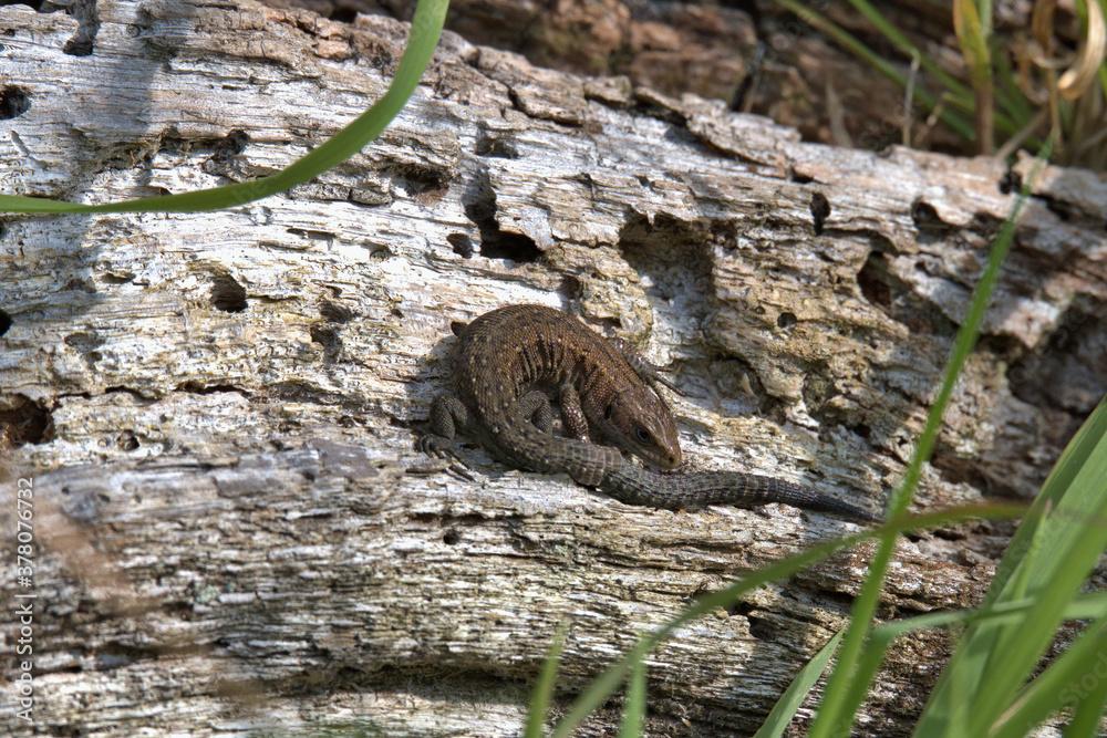 Common lizard , Zootoca vivipara basking on a rotting log Stock Photo ...