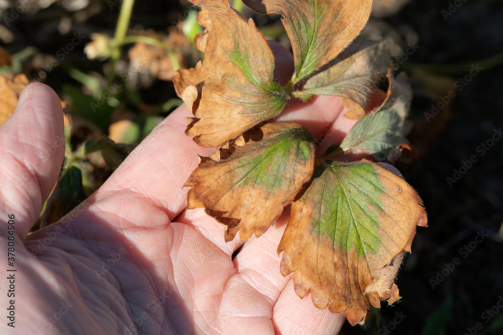 strawberry leaf damage as symptoms of fusarium wilt Stock Photo | Adobe ...