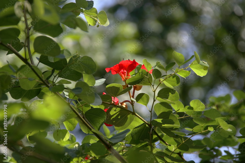 Red flower of Red Bauhinia or Nasturtium Bauhinia blooming on branch ...
