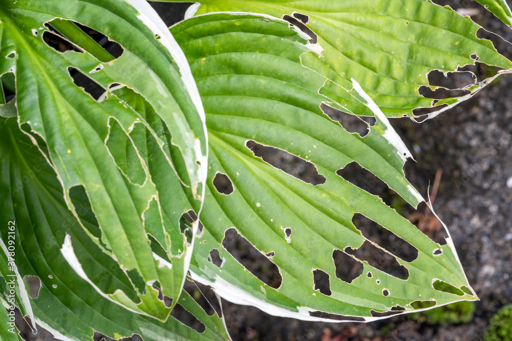 Poster Hosta plant also known as plantain lily with snail and slug ...