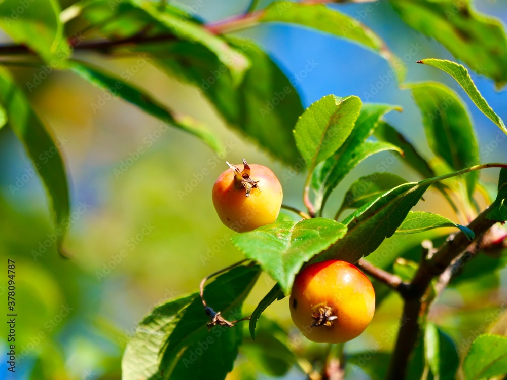 Fruits of the cut-leaf crabapple.Malus transitoria, the cut-leaf ...