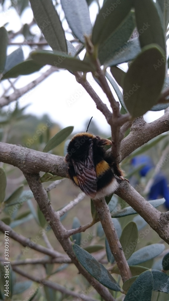Foto de Bombus es un género de himenópteros de la familia Apidae que ...