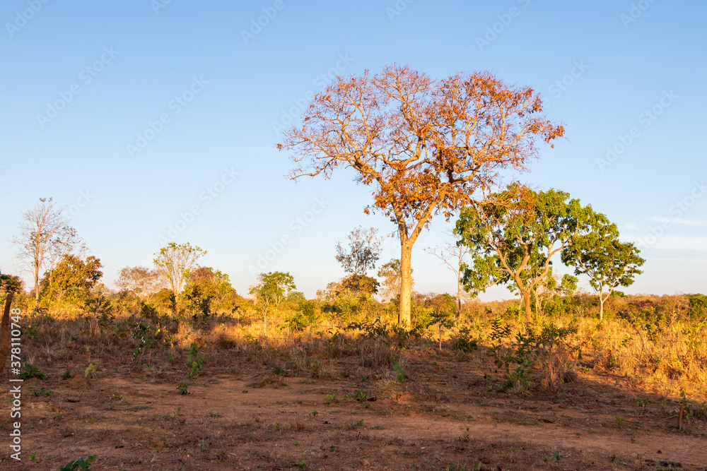Plakát Paisagem típica do cerrado brasileiro em Cavalcante, Goiás ...