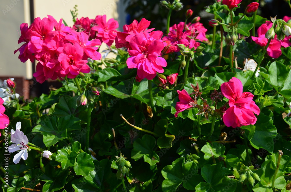 kwiat, roz, charakter, kwiat, roślin, jardin, zieleń, kwiat, jary ...