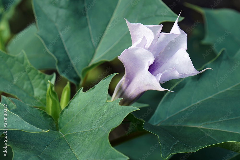 Foto de Jimsonweed (Datura stramonium). Called Devil's snare, Hell's ...