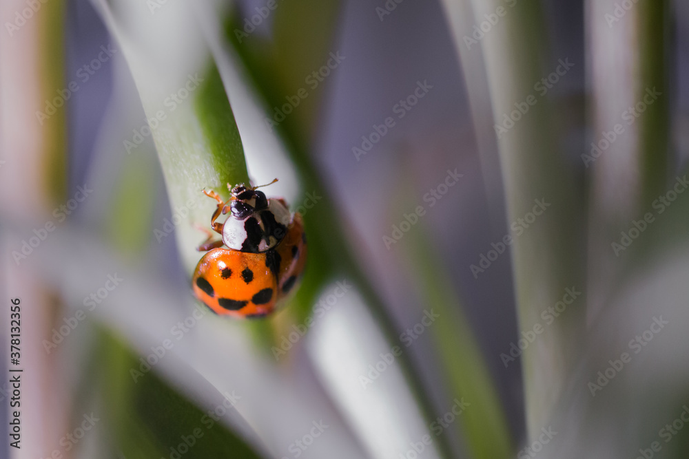 The harlequin ladybird (Harmonia axyridis) is non native and considered ...