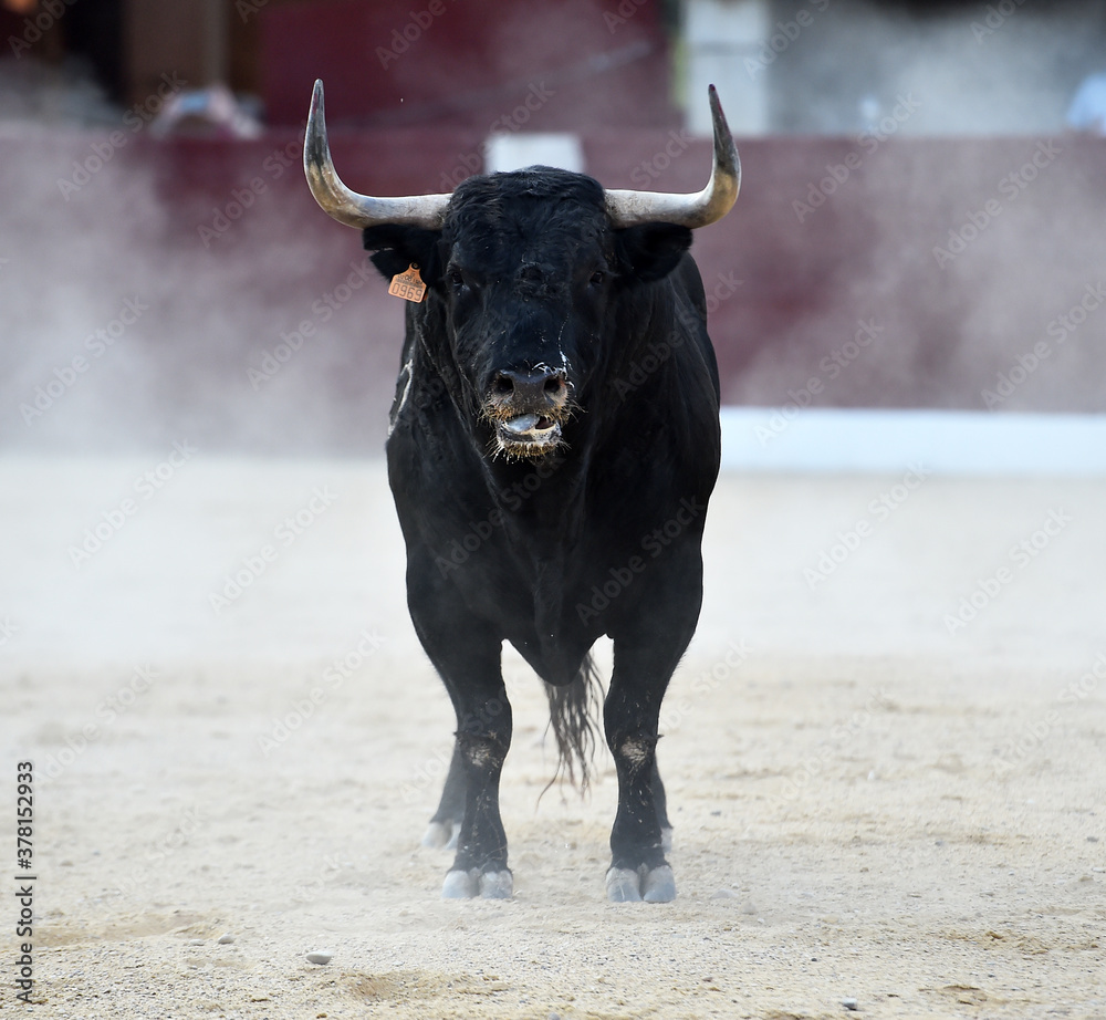 toro bravo español en una plaza de toros Stock Photo | Adobe Stock