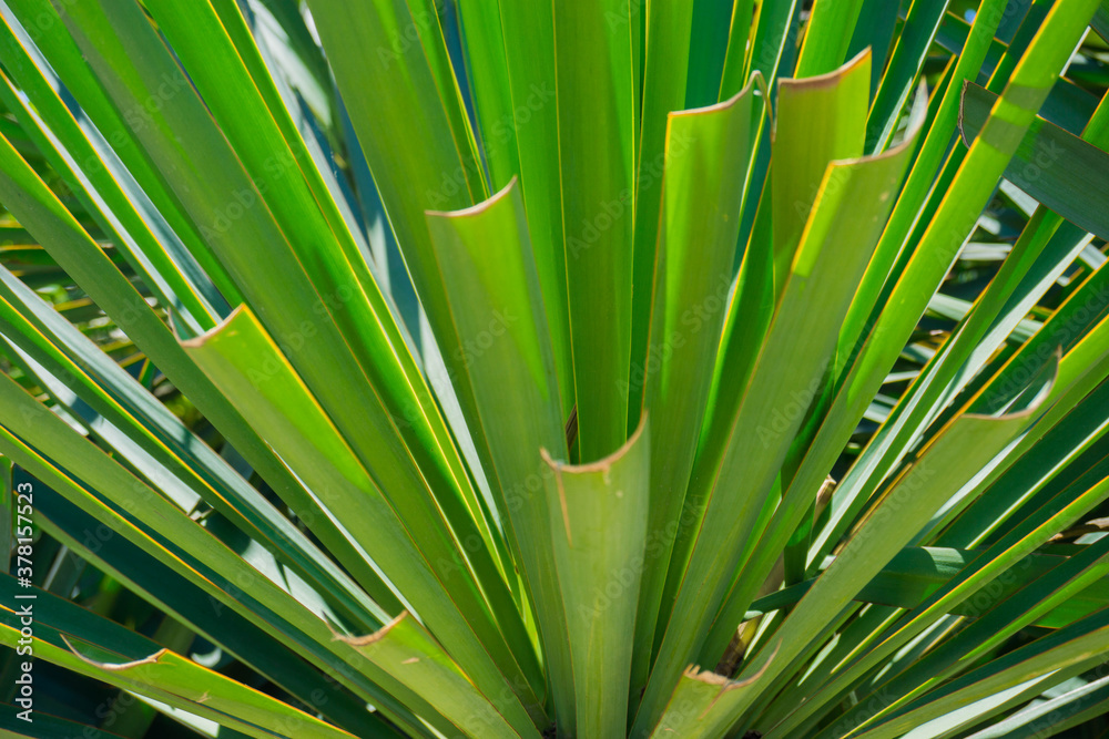 Yucca green leaves with sharp and prickly tips under a bright summer ...