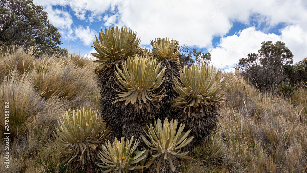 Foto de Frailejon plants in Los Nevados National Natural Park in ...