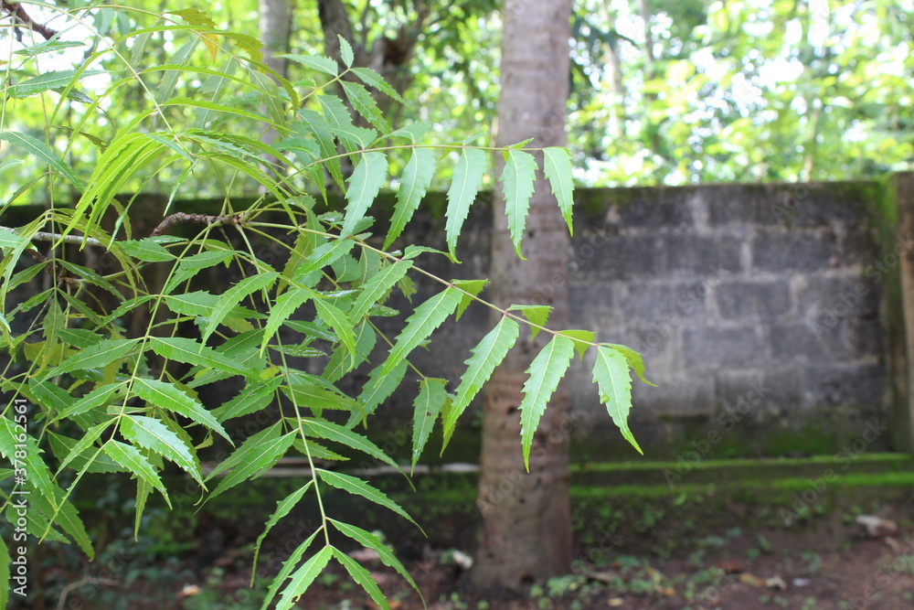 Azadirachta indica - A branch of neem tree leaves. Natural Medicine ...