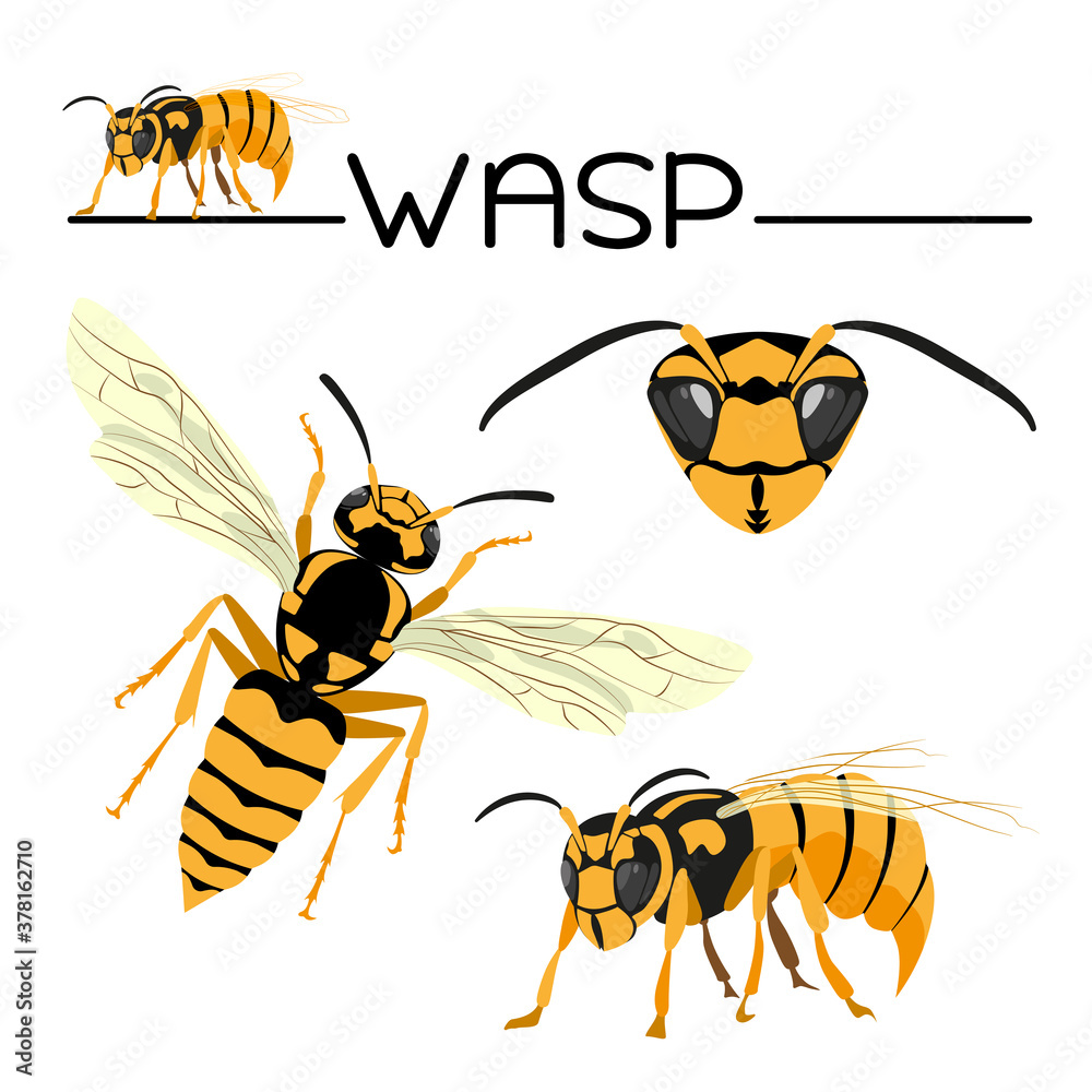 Wasp is a Predatory insect. Set: top view, side view, and head view ...