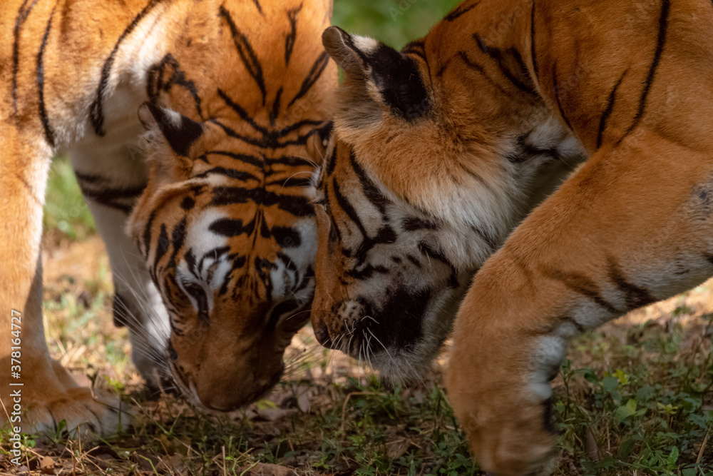 Indian Bengal Tiger (Panthera tigris) in natural habitat shot in the ...
