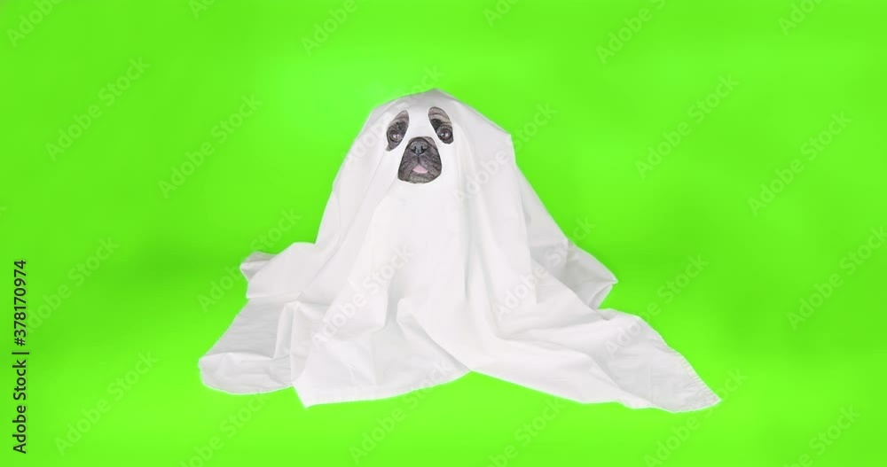 Ghost dog. Cute pug dog under the white sheet, blanket as funny ...