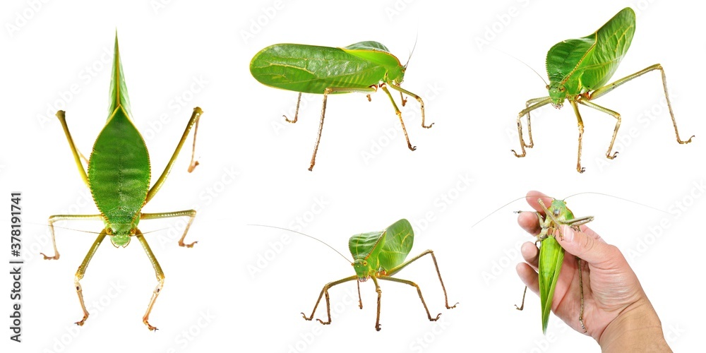 Tettigoniidae