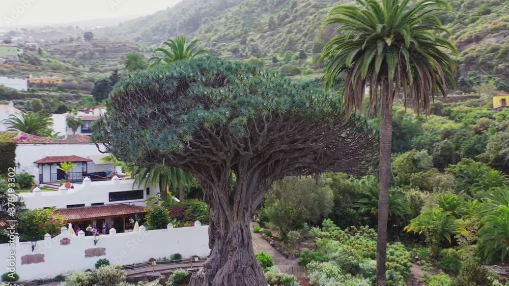 El Drago Milenario, the oldest specimen of the Dragon tree, dracaena ...