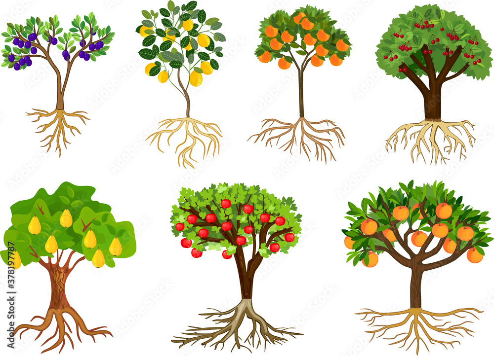 Set of different fruit trees with ripe fruits and root system isolated ...