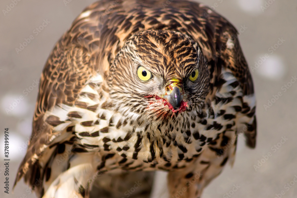 Predatory terrifying look of a goshawk after a game hunt. Stock Photo ...