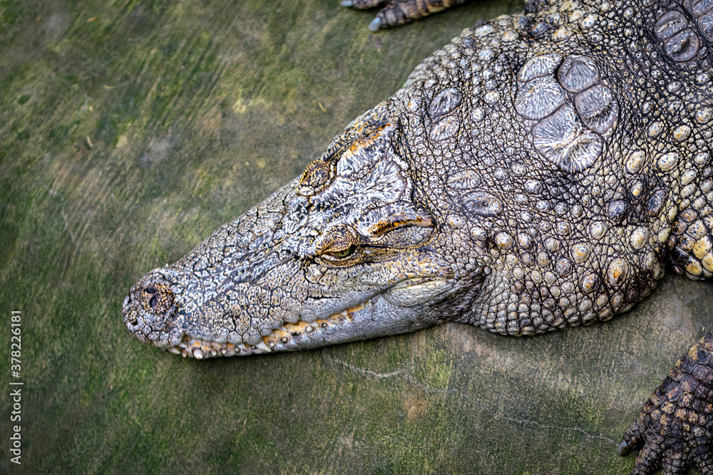 Crocodile in the zoo. Animal in captivity in the paddock. A close-up of ...