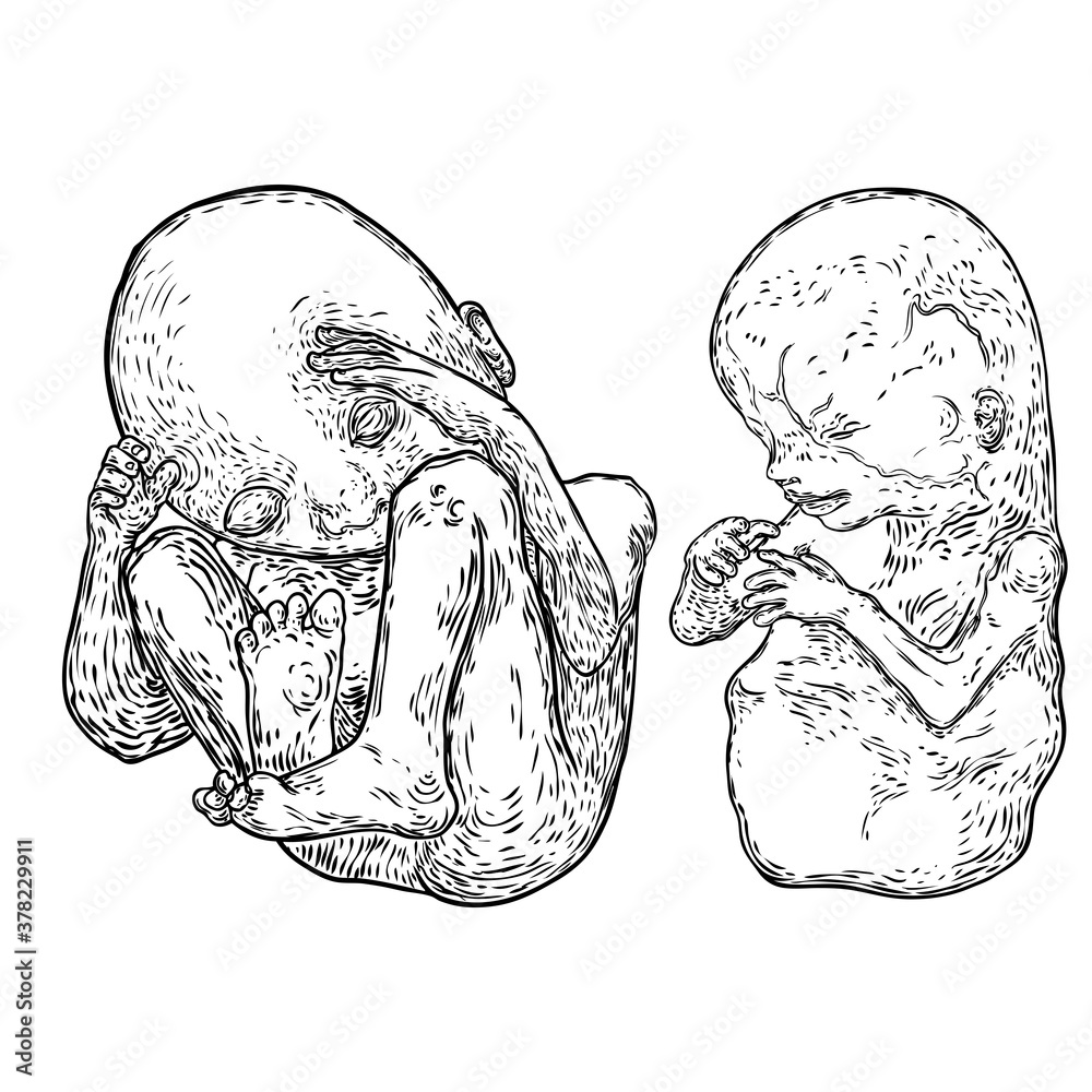 Baby development in pregnancy drawing. Anatomy and pregnancy period ...