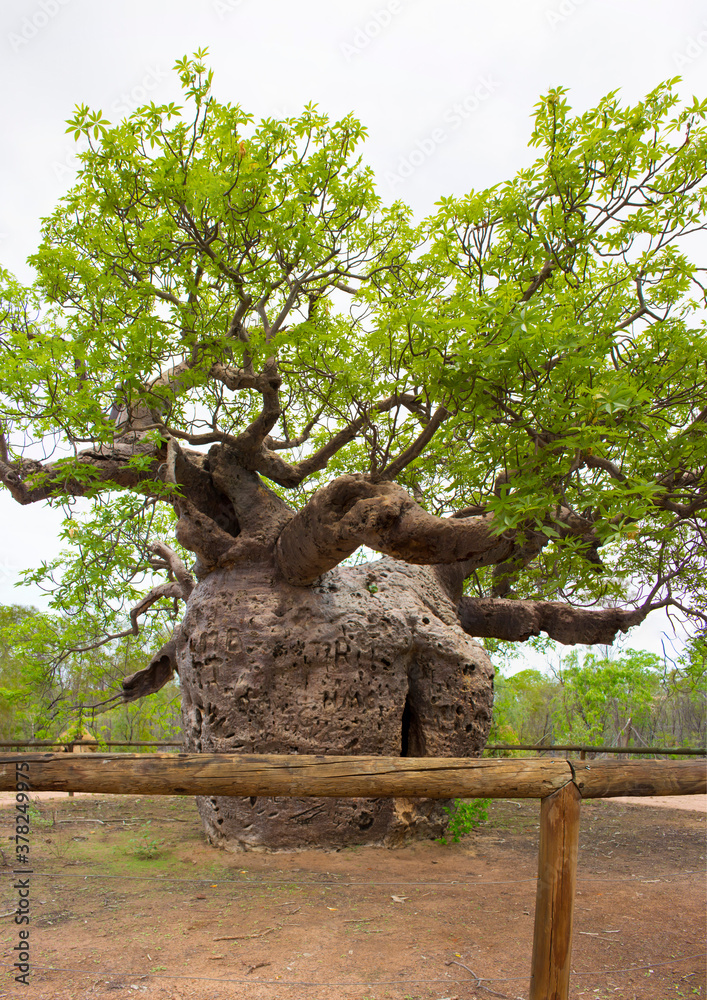 Foto de Famous Boab Prison Tree,a large hollow Adansonia gregorii (Boab ...
