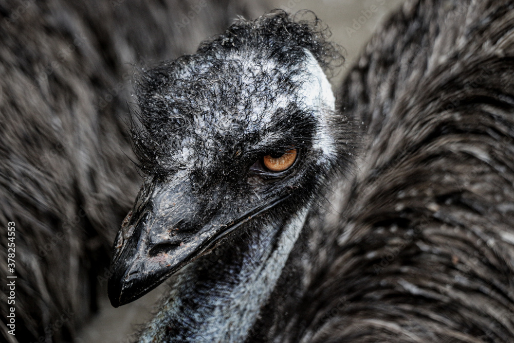 close up of an emu head, The emu is the second-largest living bird by ...