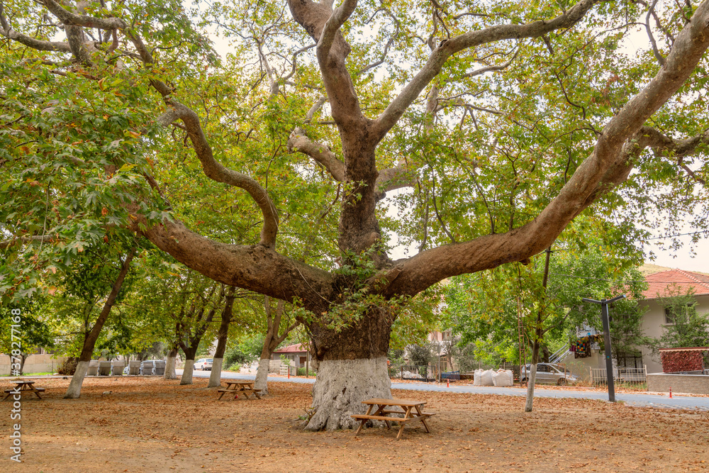 An old and huge plane tree with extreme big branches in a middle of a ...