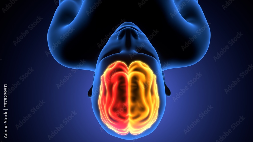 3d render of human body organ brain anatomy. Stock Illustration | Adobe ...