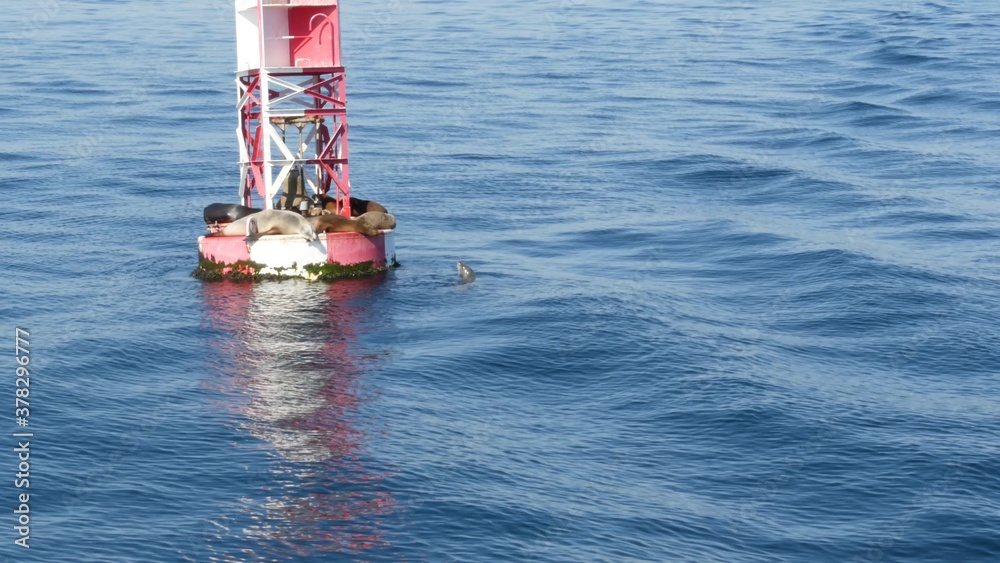 Seals on buoy in pacific ocean, whale watching tour in Newport beach ...