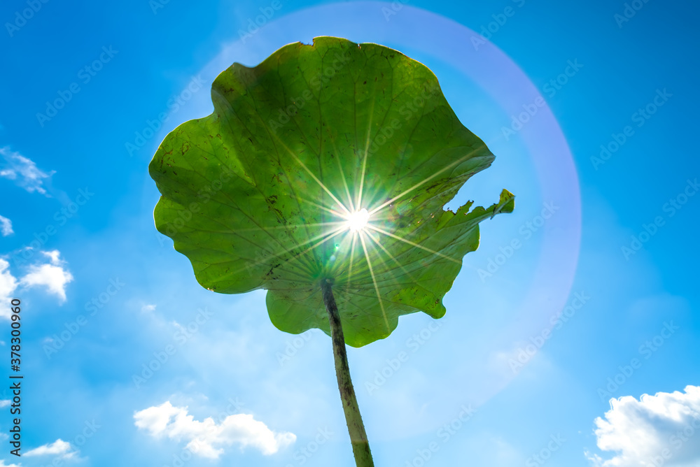 Lotus flowers bloom in the sun on summer mornings. Buddhist flowers ...
