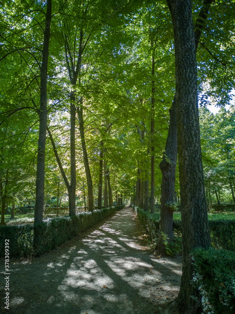 Photograph of a tree-lined promenade in the Príncipe de Aranjuez ...