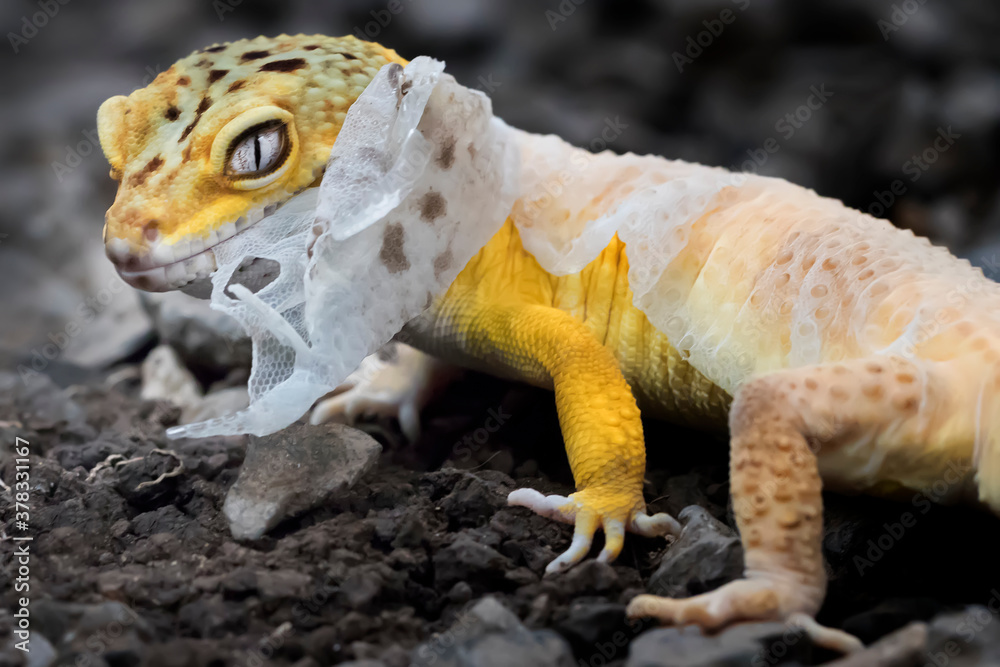 Lemon Frost Gecko shed its skin, all shedding process captured ...