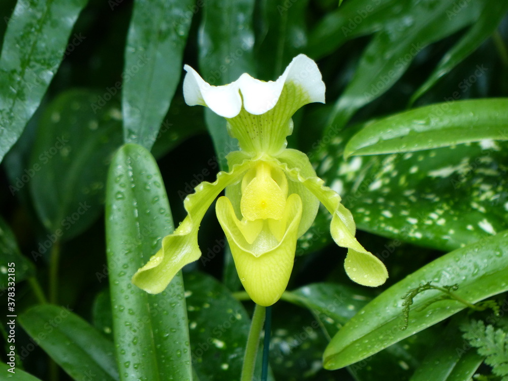 Paphiopedilum insigne is a species of orchid endemic to the Indian ...