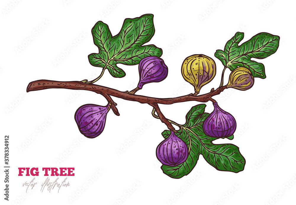 Fig tree branch vector hand drawn illustration. Ripe exotic delicious ...