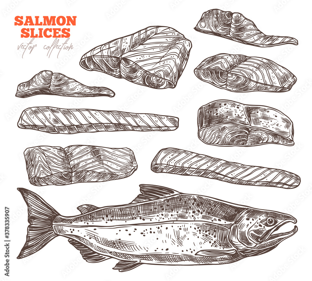 Salmon slices hand drawn illustrations set. Raw uncooked red fish ...