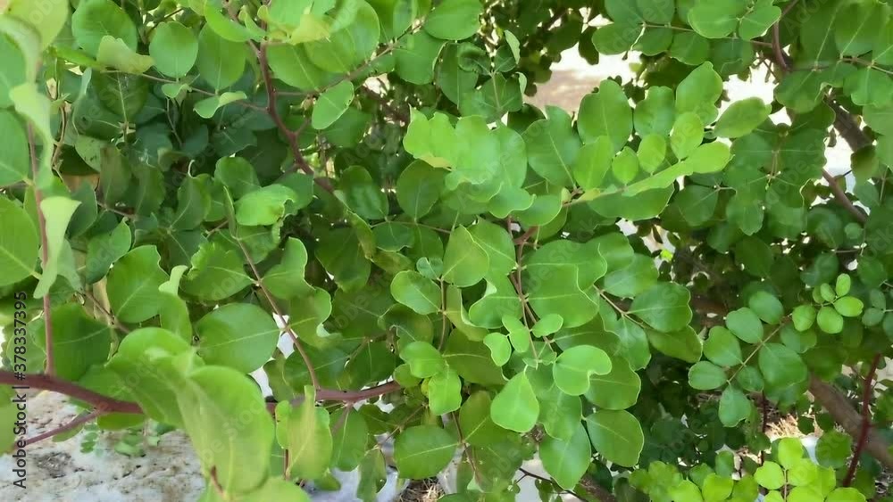 Ceratonia siliqua, commonly known as carob tree or carob bush as ...
