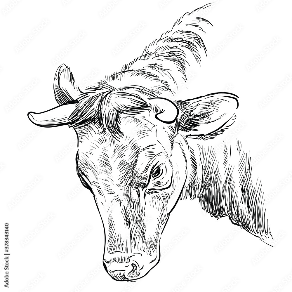 Monochrome portrait of butting bull sketch hand drawn vector ...