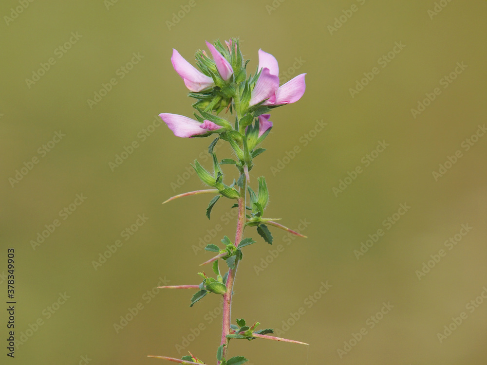 Pink flower of spiny restharrow with green leaf and thorns. Ononis ...