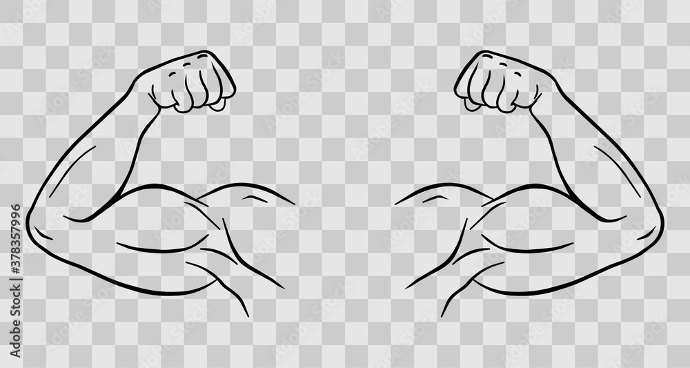 Biceps of a sports person vector fit. Body muscle flexing or strong ...