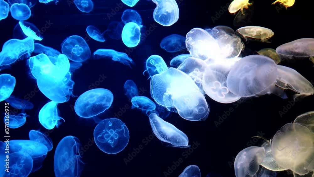 Jellyfish changes various colours under fluorescent illumination ...