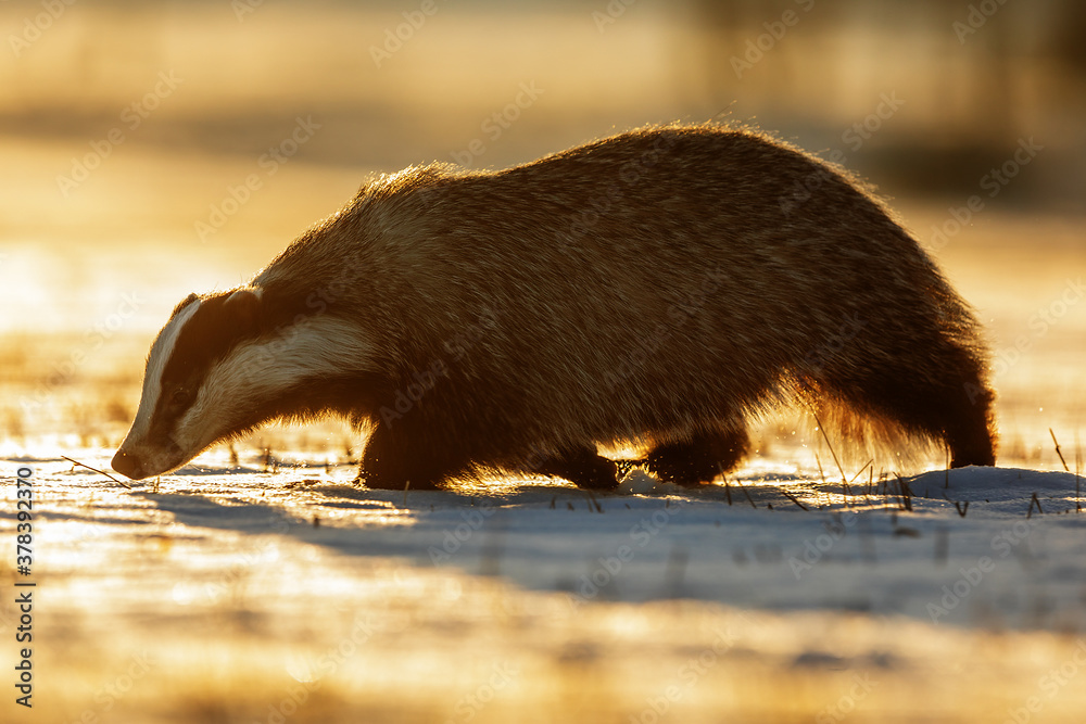 European badger (Meles meles) is very close with a backlight, the light ...