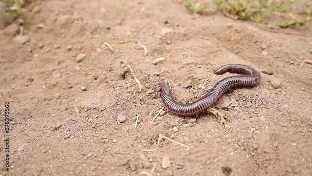 Blind snake is digging in the soil. close up of snake, it looks like ...