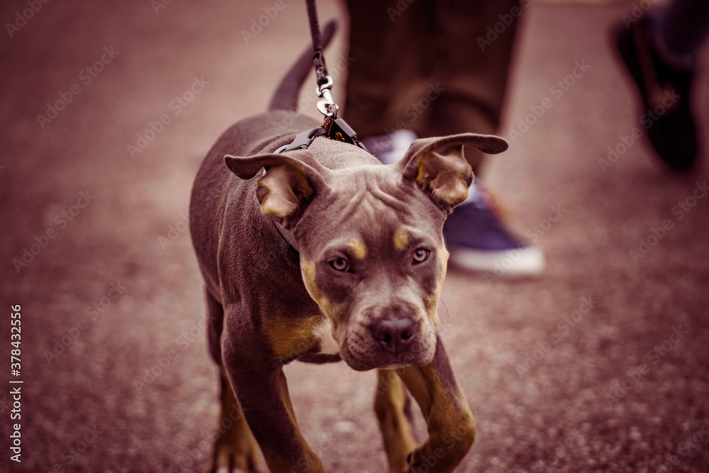 Strong and beautiful American staffordshire terrier male portrait ...