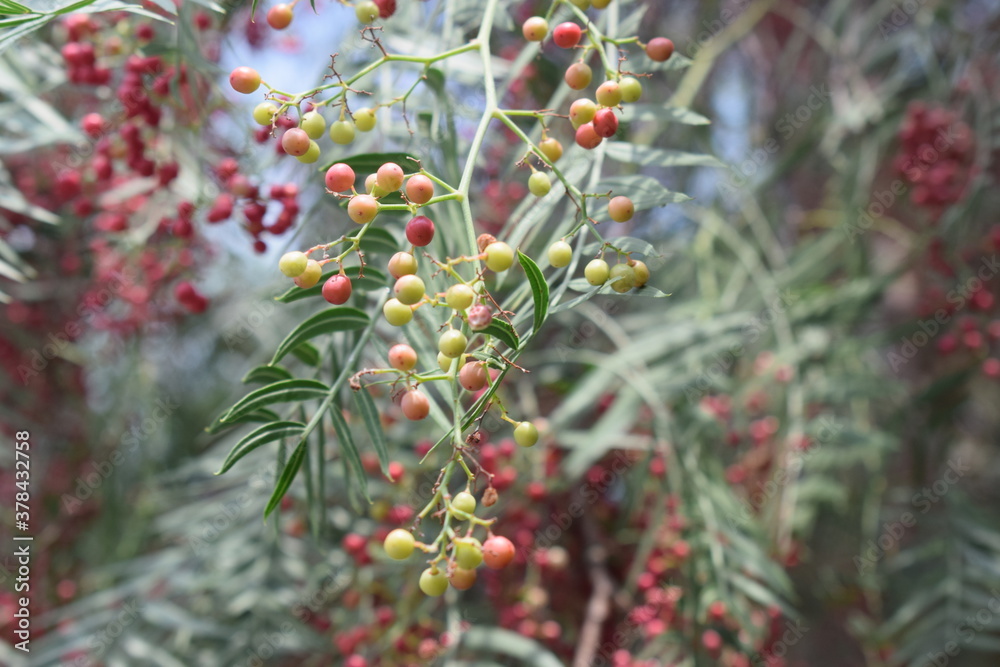 Beautiful dense foliage of peruvian pepper (Schinus molle) with ...