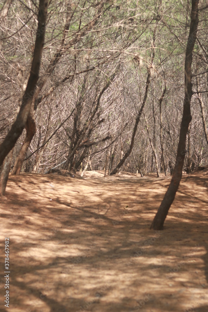 Cemara Sewu Beach is one of the famous tourist attractions in ...