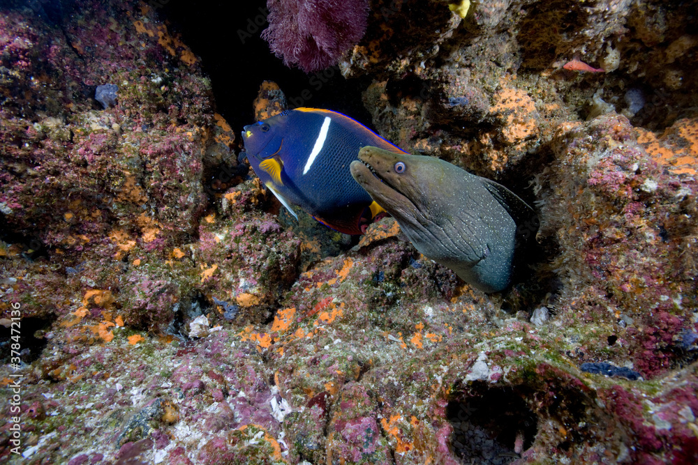 Spotted Moray Eel and King Angelfish, Galapagos Islands, Ecuador Stock ...
