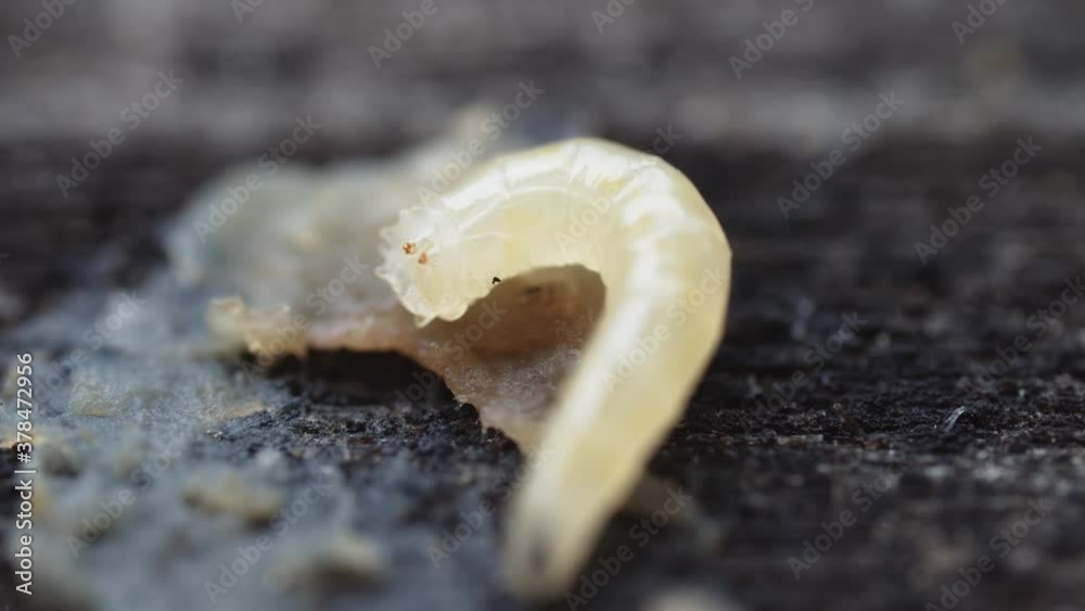 Unpleasant scene of small transparent worm of fly larvae crawling on ...