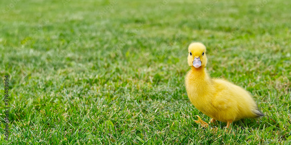 Yellow Baby Ducks Walking